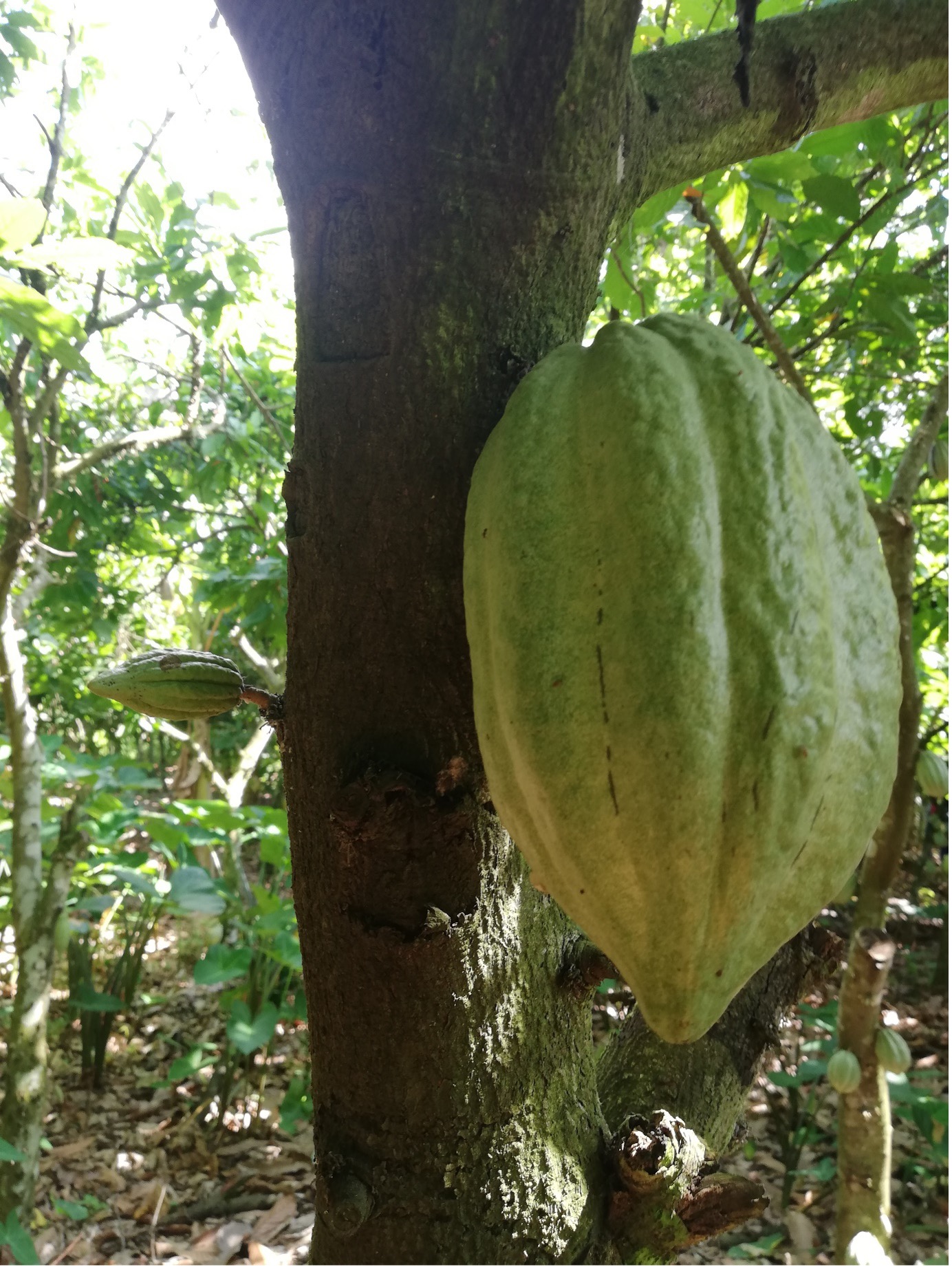 Wassa Amenfi Cocoa Landscape Initiative, Ghana - Danida Business ...