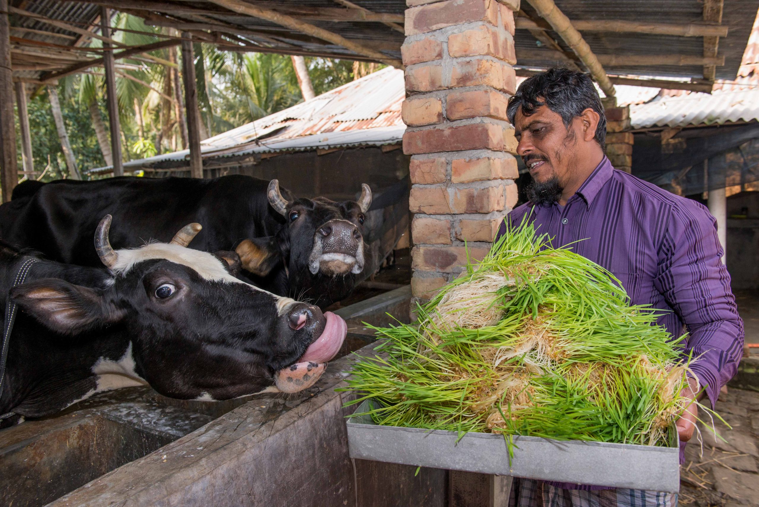 Green Dairy Partnership – Creating a sustainable and productive dairy ...